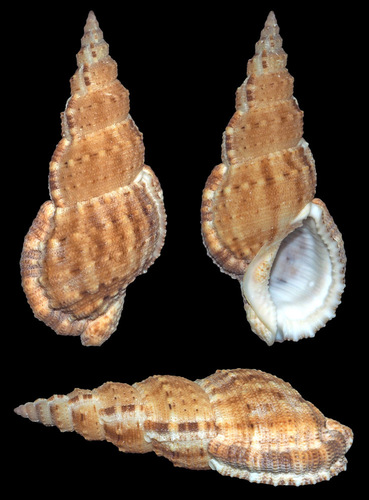 Colubrellina condita · iNaturalist