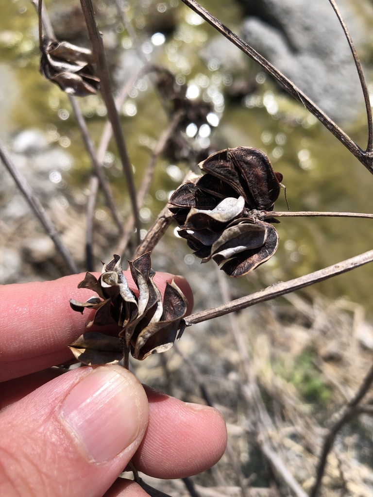 Illinois bundleflower from E Melrose Ct, White Settlement, TX, US on ...