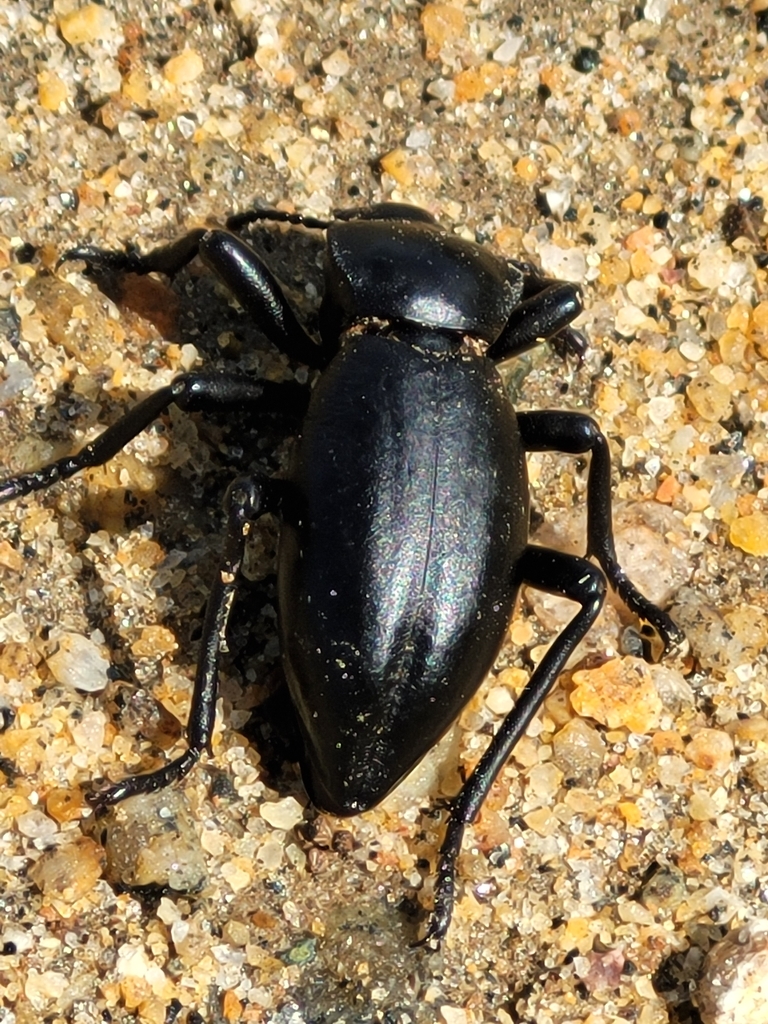 Pimeliinae from Chula Vista, CA 91910, USA on March 20, 2022 at 01:15 ...