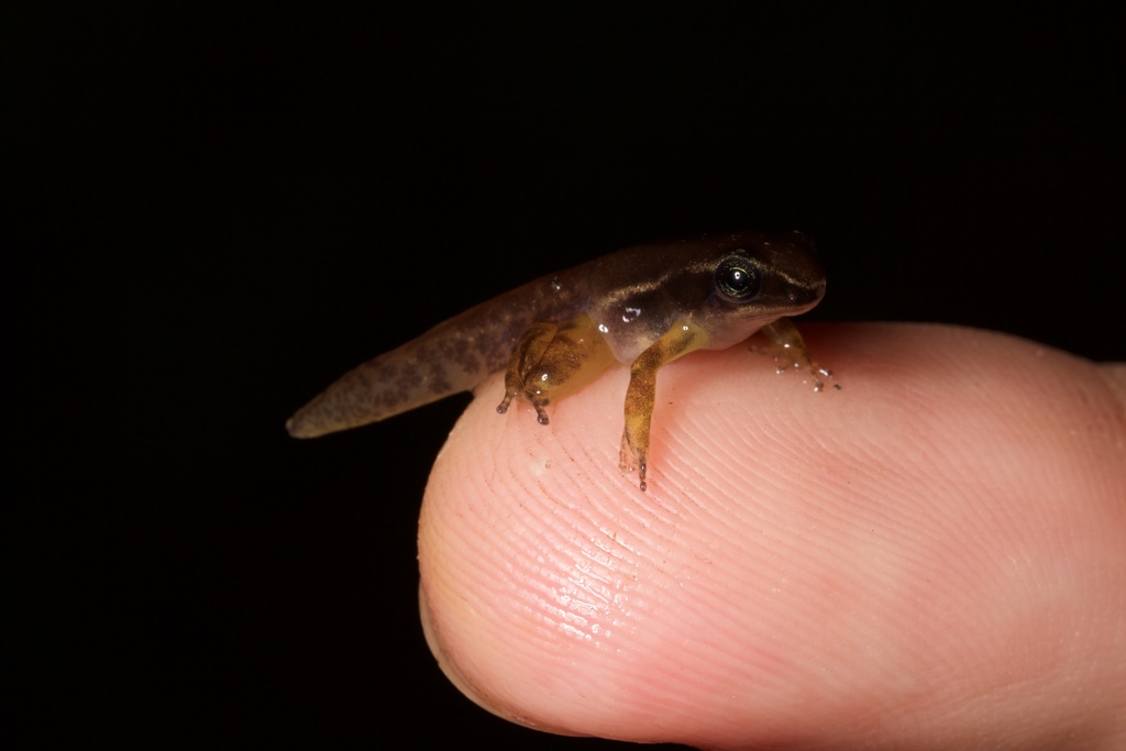 Rainforest Rocket Frog from Panamá Oeste, Panama on May 19, 2018 at 11: ...