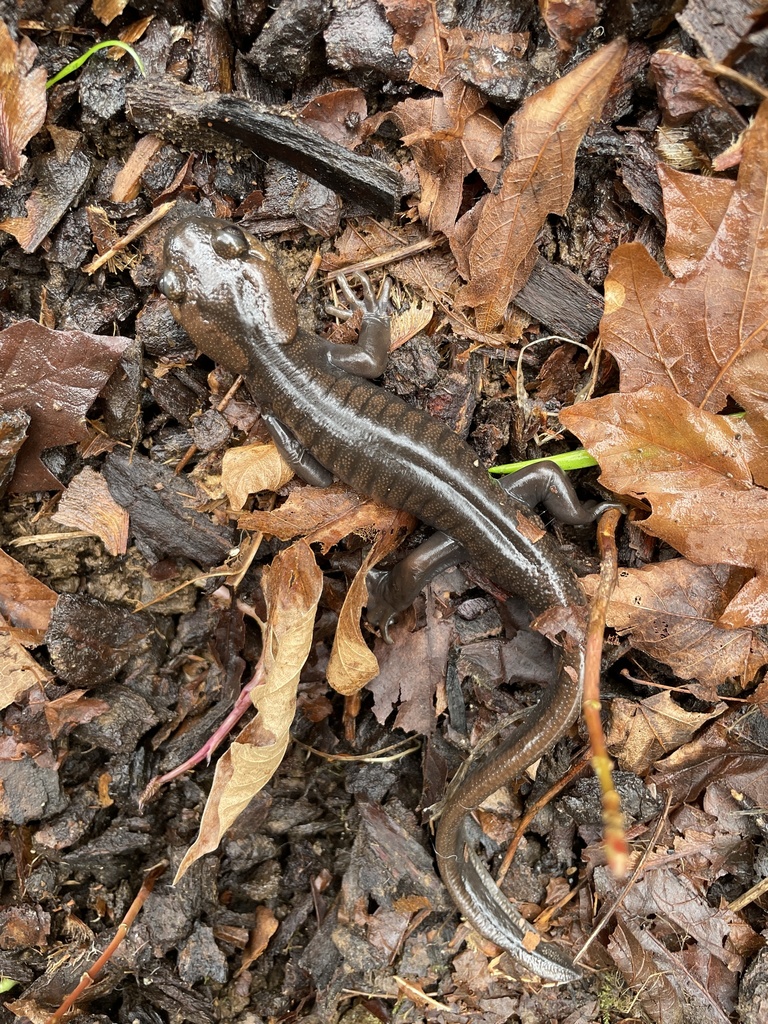 Northwestern Salamander from Main St, Cathlamet, WA, US on March 20 ...