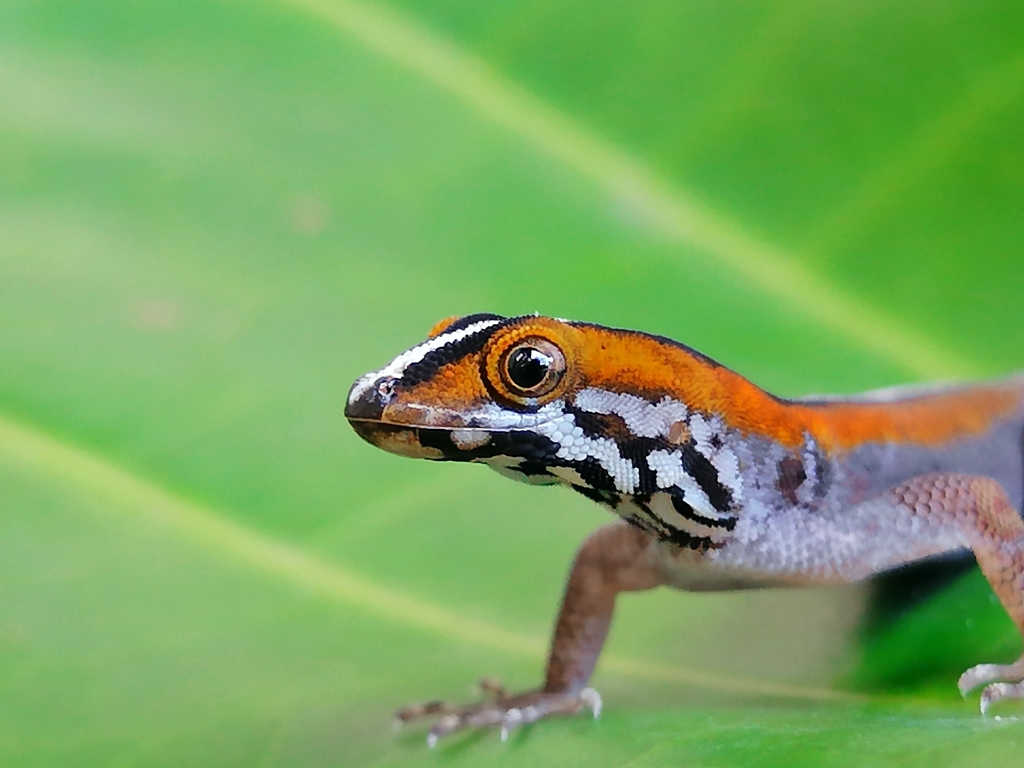 Wiegmann's Striped Gecko from GJ65+JV, Longdenville, Trinidad and ...