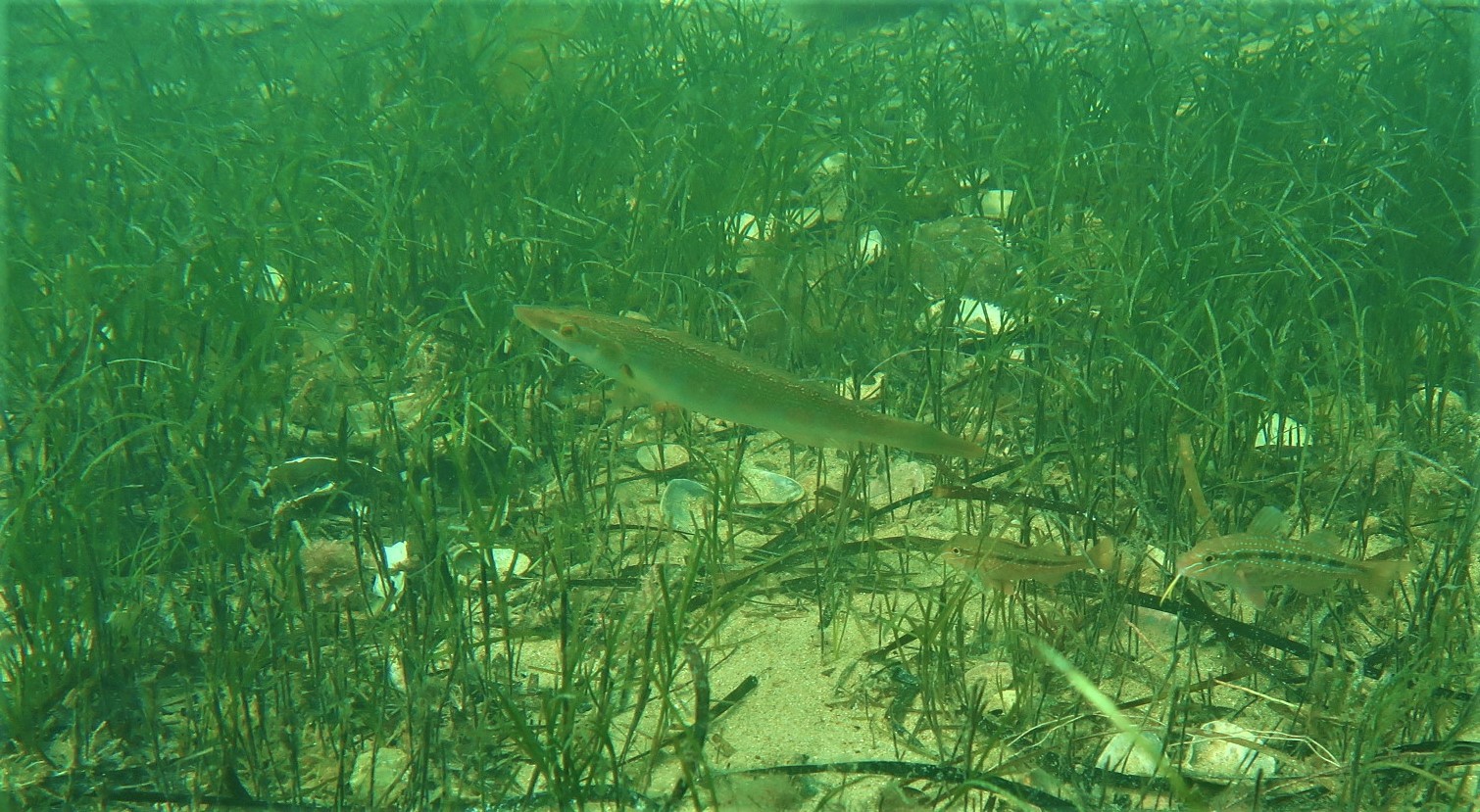 Haletta semifasciata (Valenciennes, 1840)