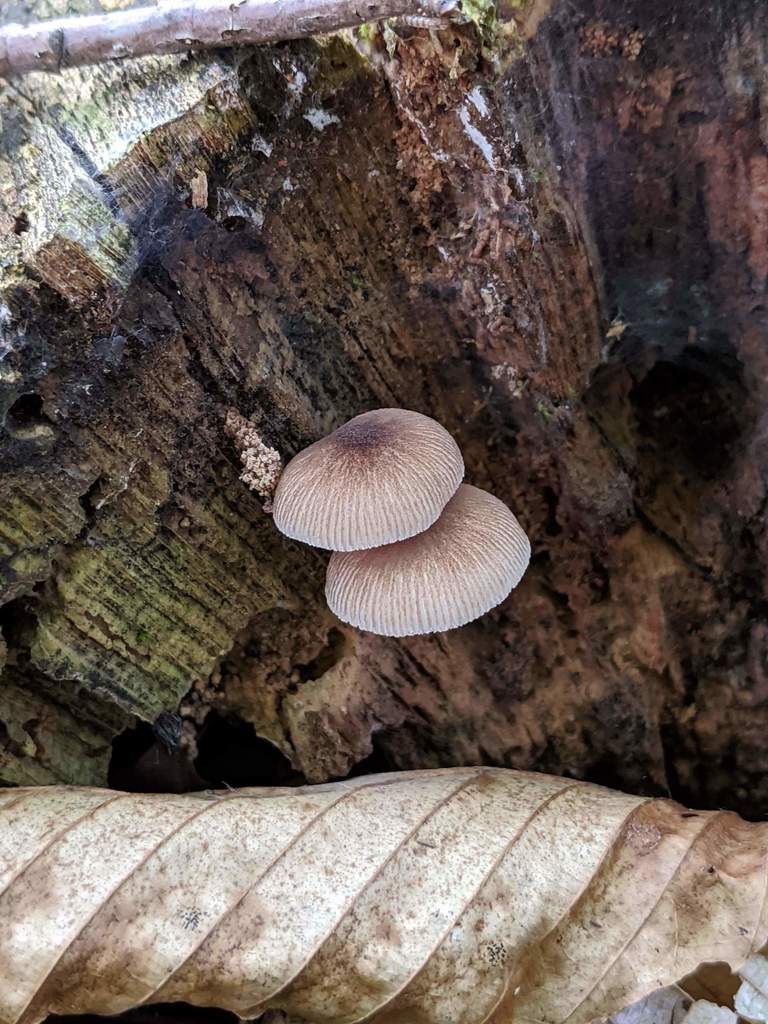 Pleated Pluteus from Proud Lake Recreation Area on August 6, 2020 at 09 ...