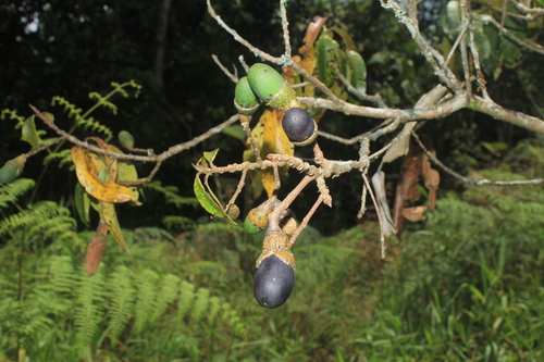 Aniba muca (Especies forestales de la amazonía peruana) · iNaturalist