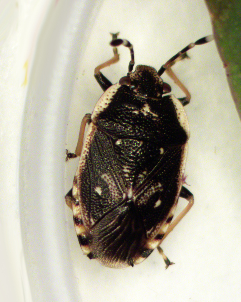 Stink Bugs, Shield Bugs, and Allies from Gordon VIC 3345, Australia on ...