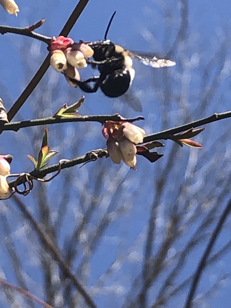 Blueberry Digger Bee from Talladega National Forest, Lineville, AL, US ...