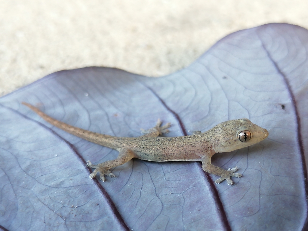 Asian House Gecko from #4 Muntaz Avenue, Endeavour, Endeavour, Trinidad ...