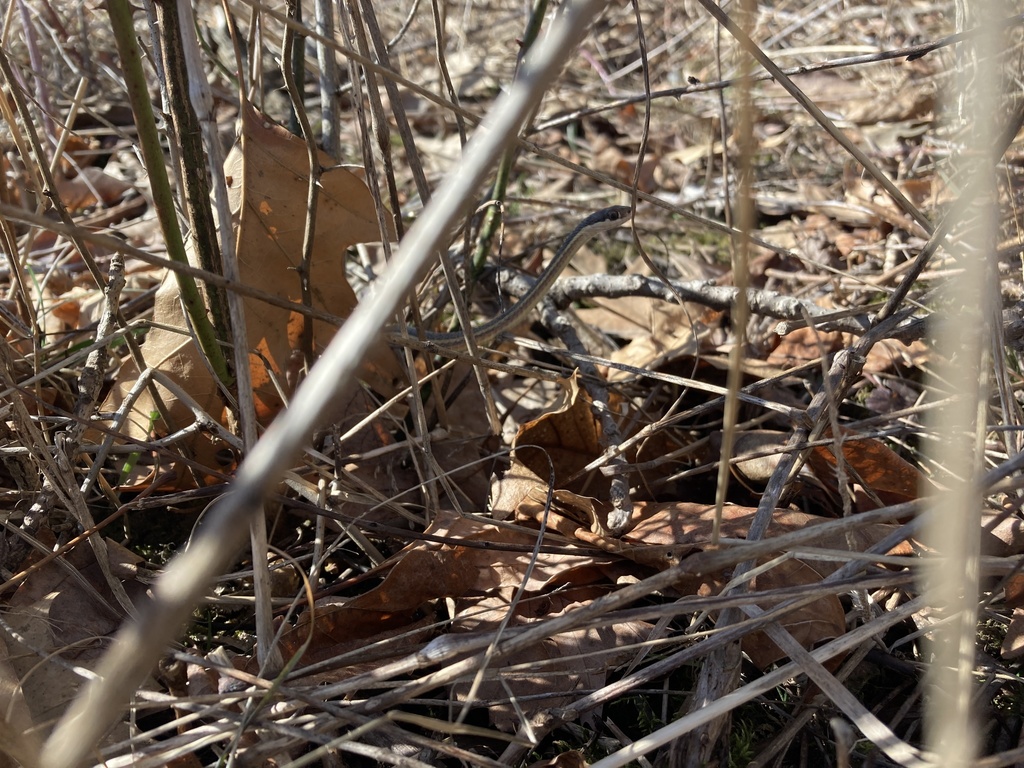 Northern Ribbon Snake from Barry County, US-MI, US on March 20, 2022 at ...