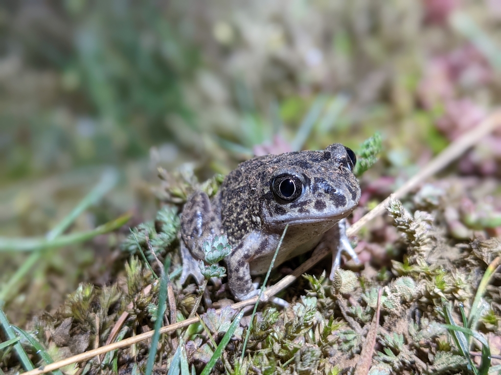 Iberian Spadefoot Toad in March 2022 by Martin Costechareire · iNaturalist