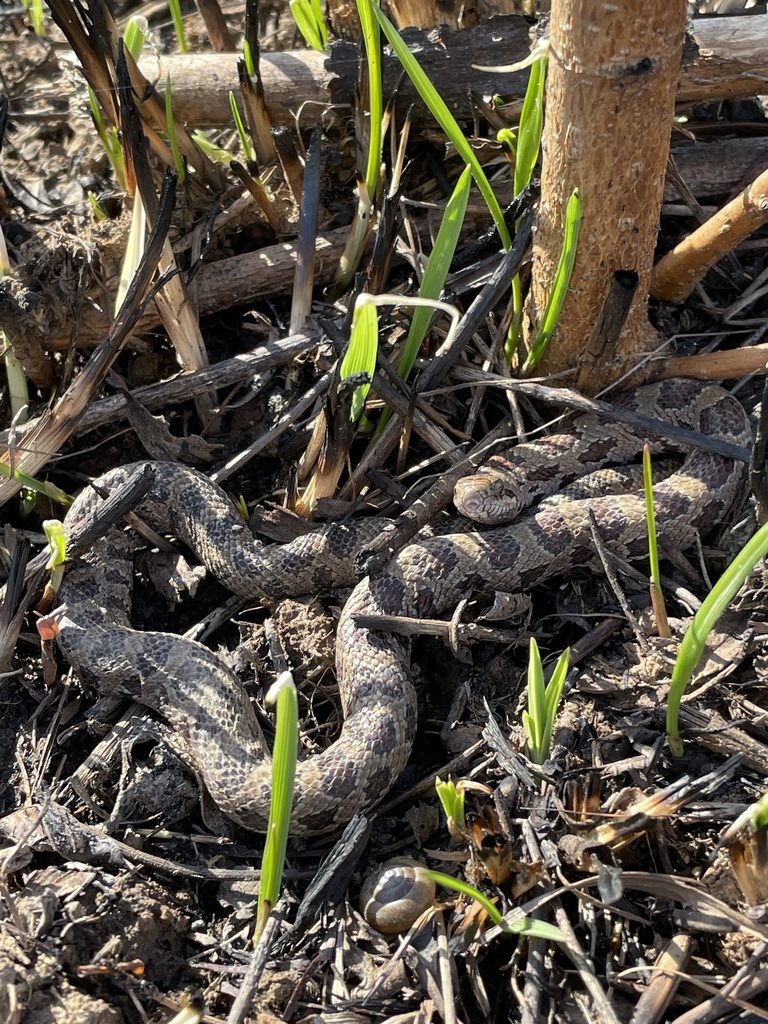 Prairie Kingsnake from Sherman, IL, US on March 20, 2022 at 04:35 PM by ...