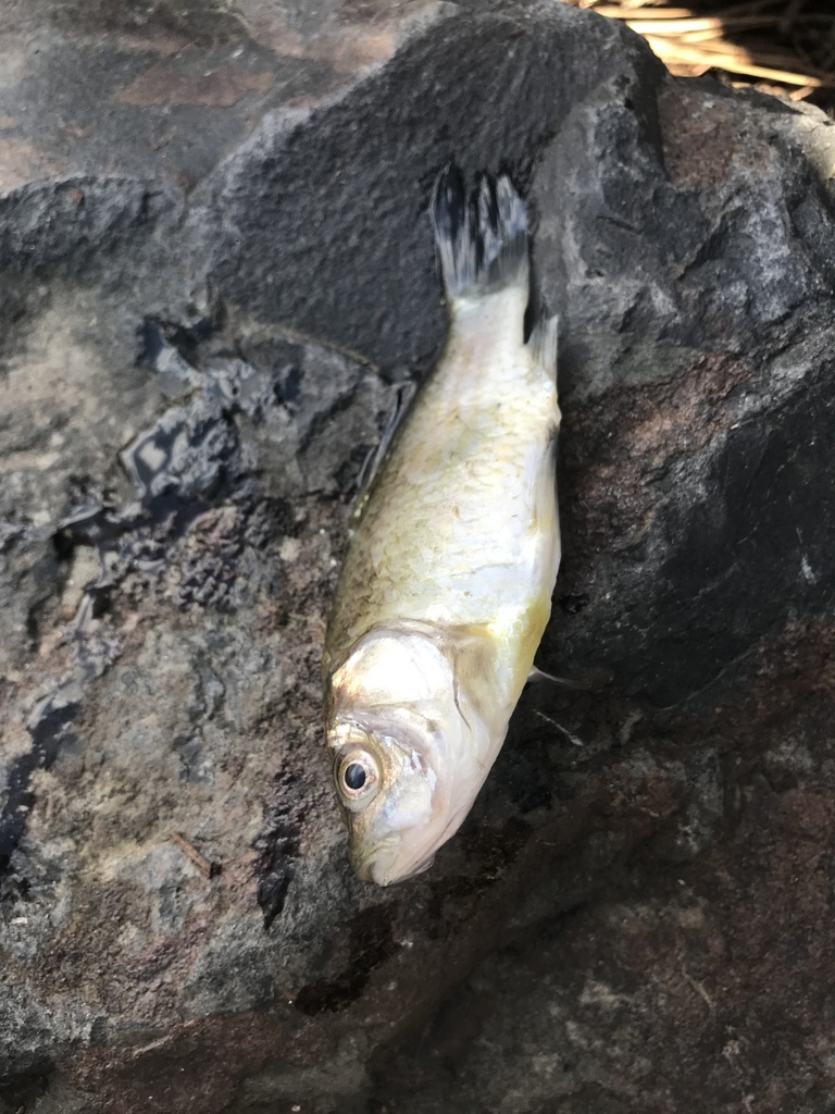 Goldfish from Manito Park, Spokane, WA, US on March 20, 2022 at 01:04 ...