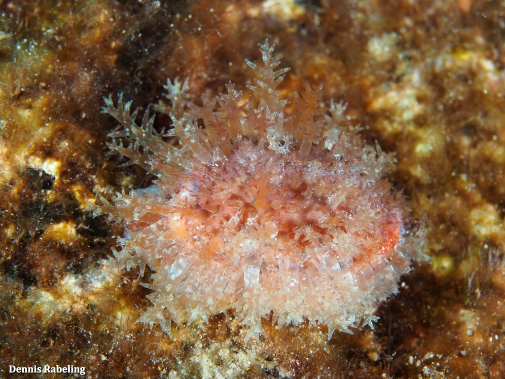 Naria spurca (Tenerife Snails) · iNaturalist