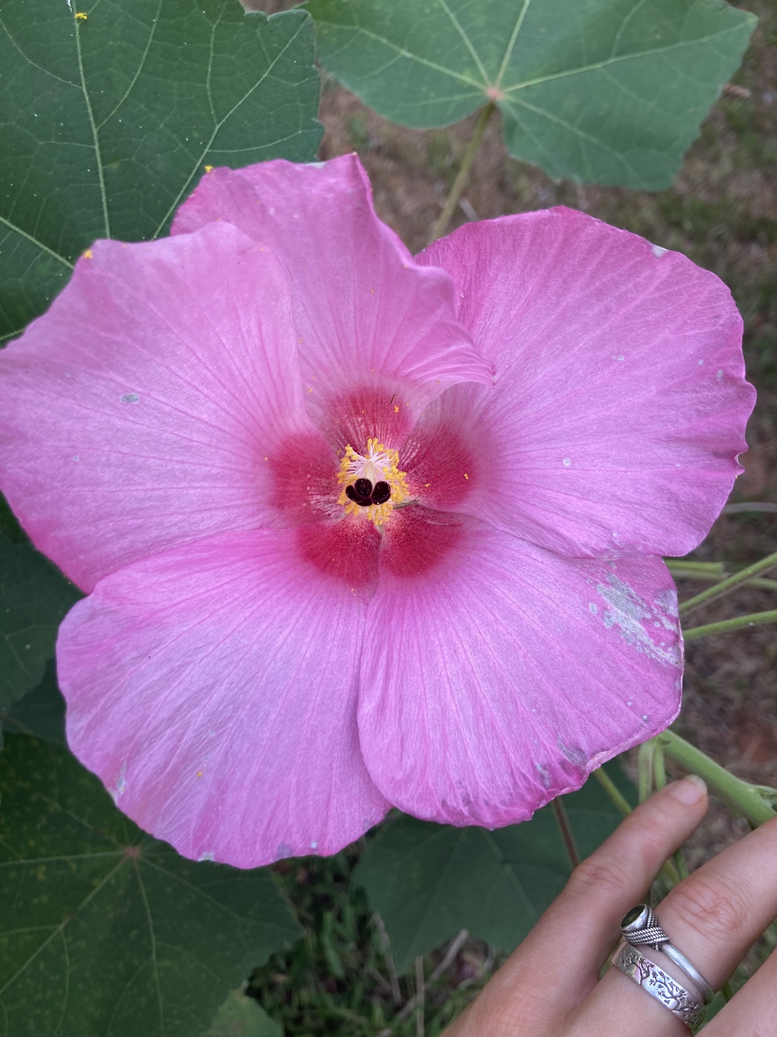 Hibiscus mutabilis L.