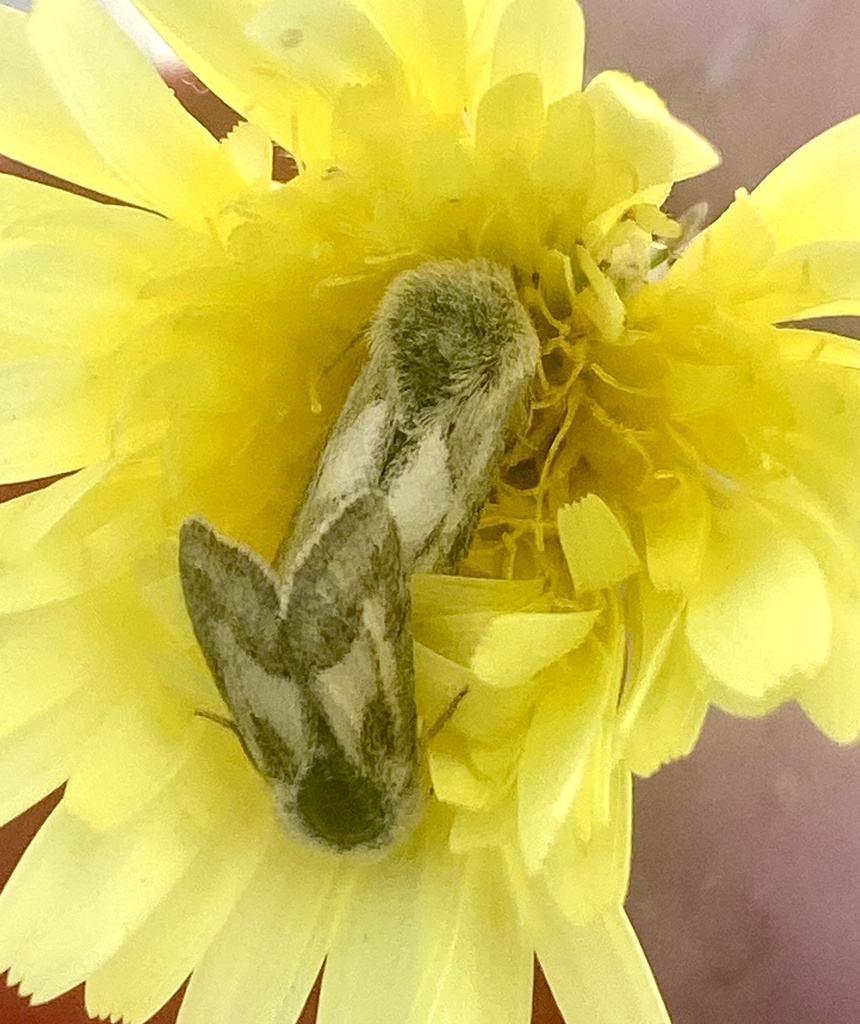 Red Lined Moth from Riverside County, US-CA, US on March 20, 2022 at 02 ...