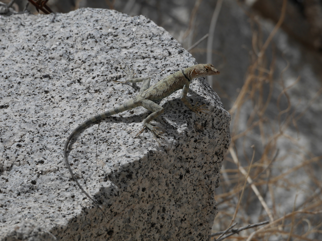 Banded Rock Lizard in March 2022 by u_phantasticus · iNaturalist