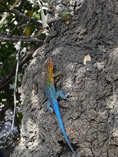 Blue-Green Smooth-throated Lizard (Liolaemus tenuis) - Snakes and Lizards