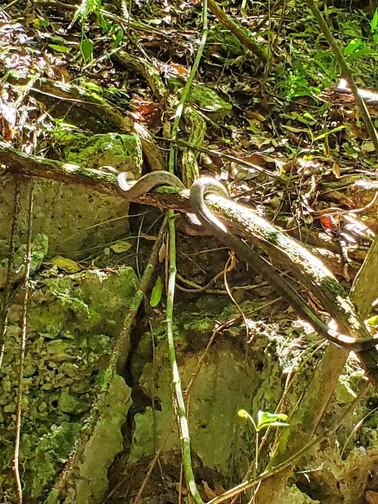 Puerto Rican Boa from Tanamá, Arecibo, Puerto Rico, Arecibo 00612 ...