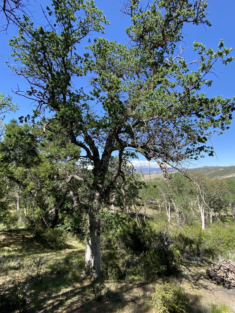 blue oak from Angeles National Forest, Castaic, CA, US on March 20 ...