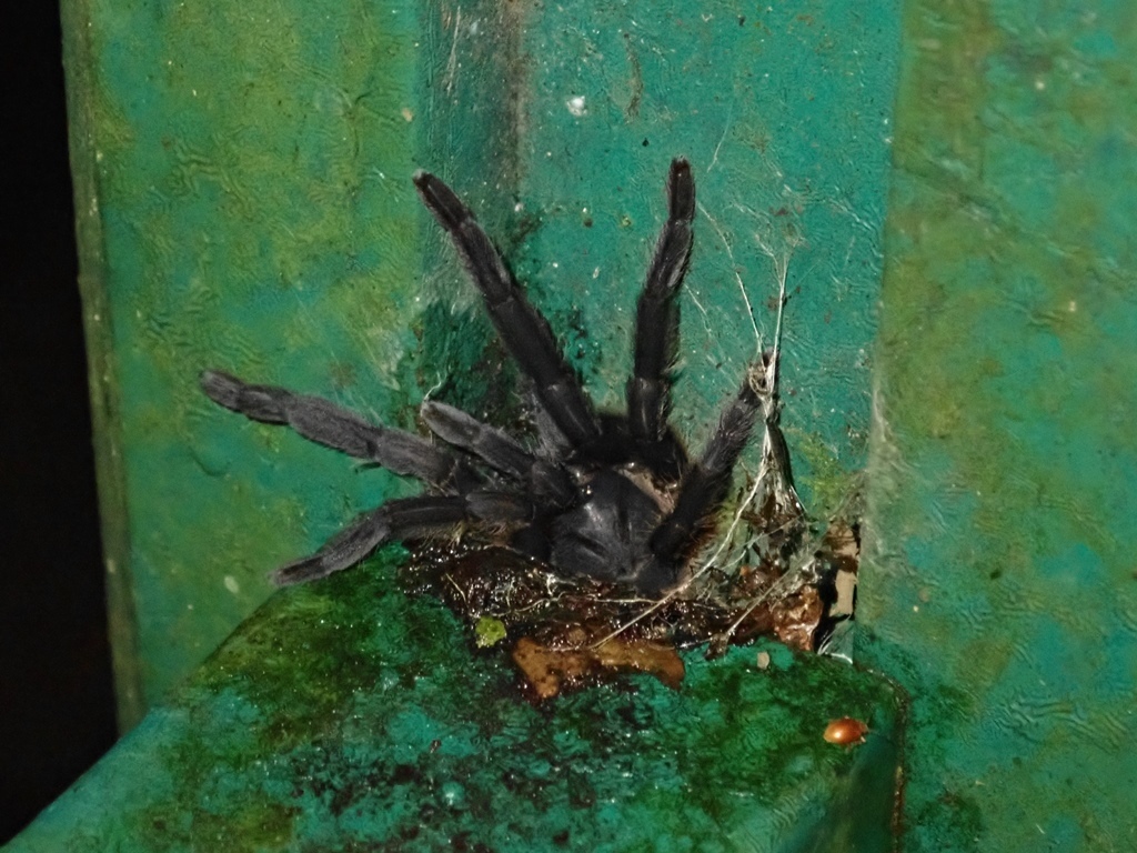 Asia-Pacific Tarantulas from Kinabalu Park, Ranau, Sabah, マレーシア on July ...