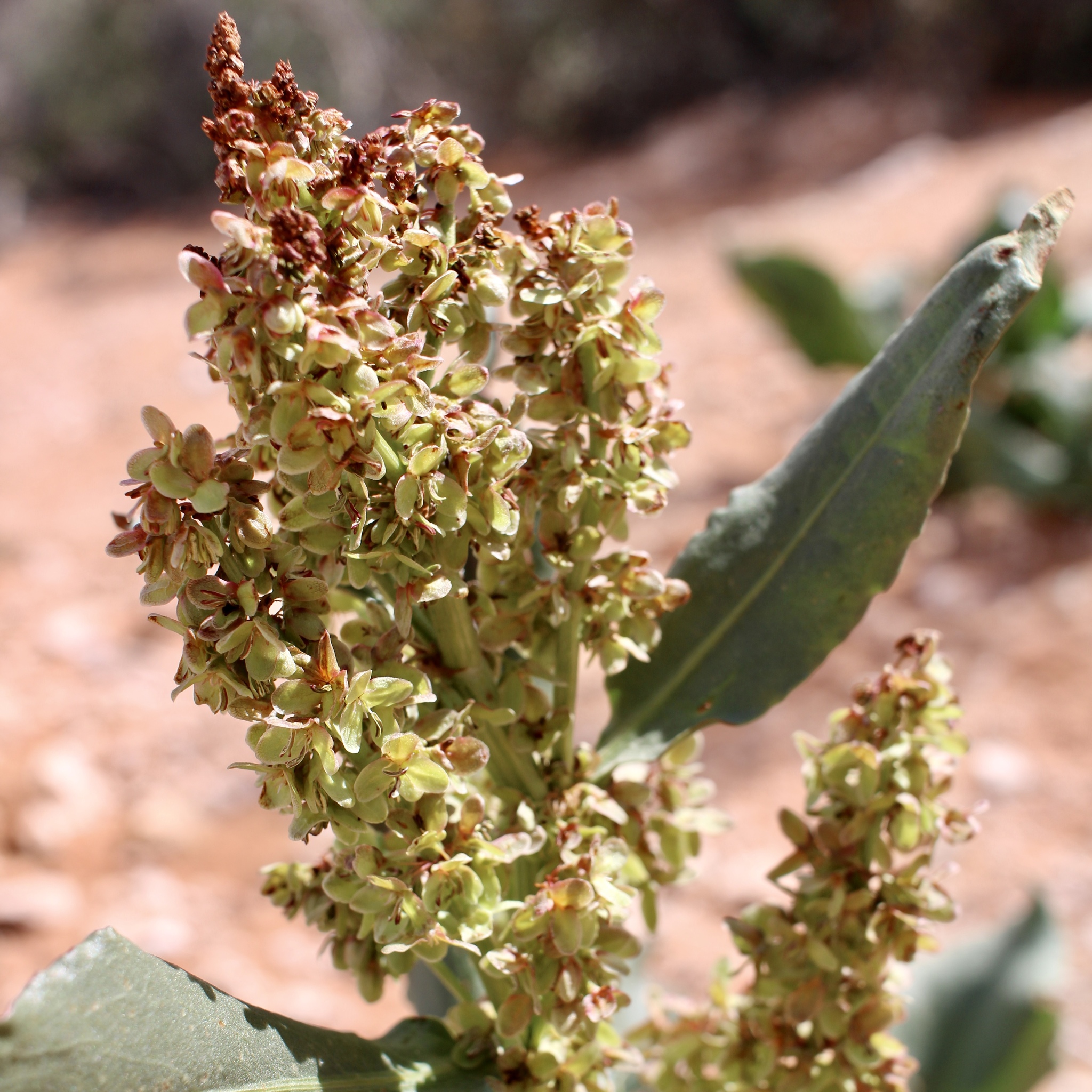 Rumex occidentalis (Michx.) S.Watson