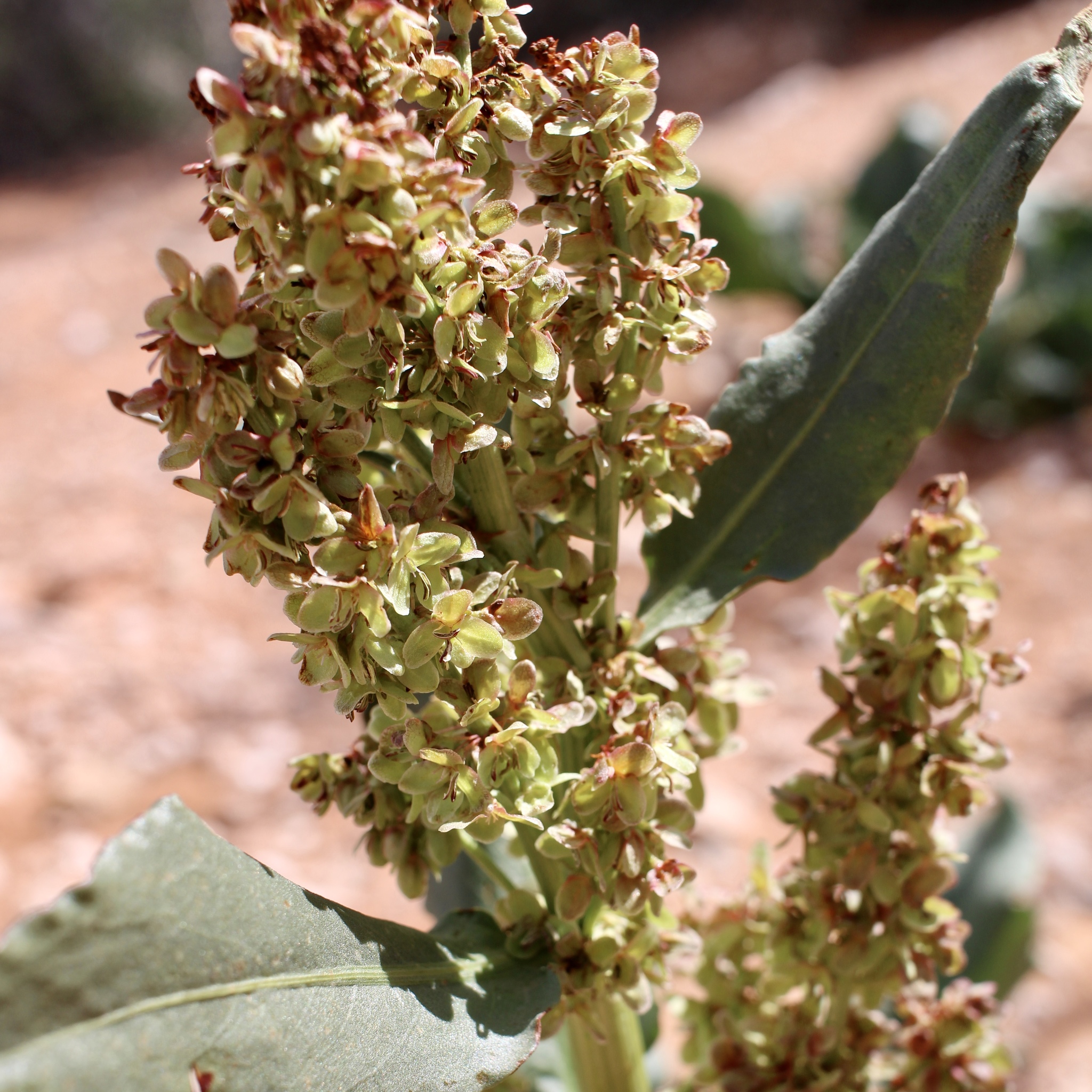Rumex occidentalis (Michx.) S.Watson