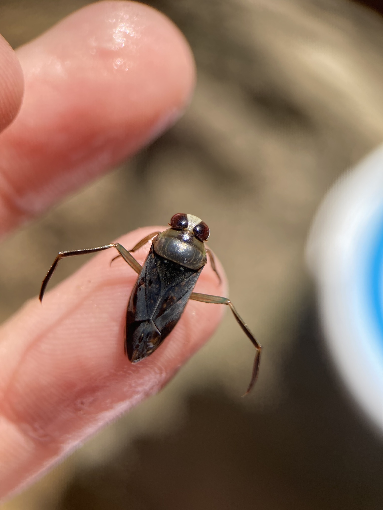 Notonecta irrorata Uhler, 1879