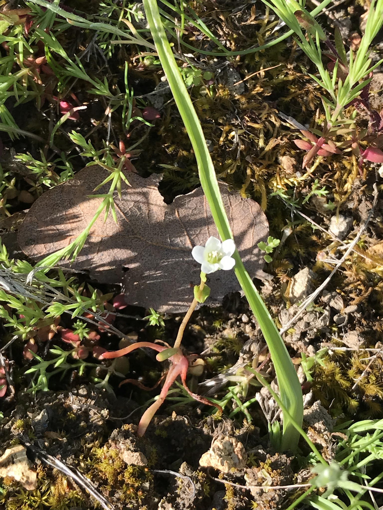 Montia linearis (Douglas ex Hook.) Greene