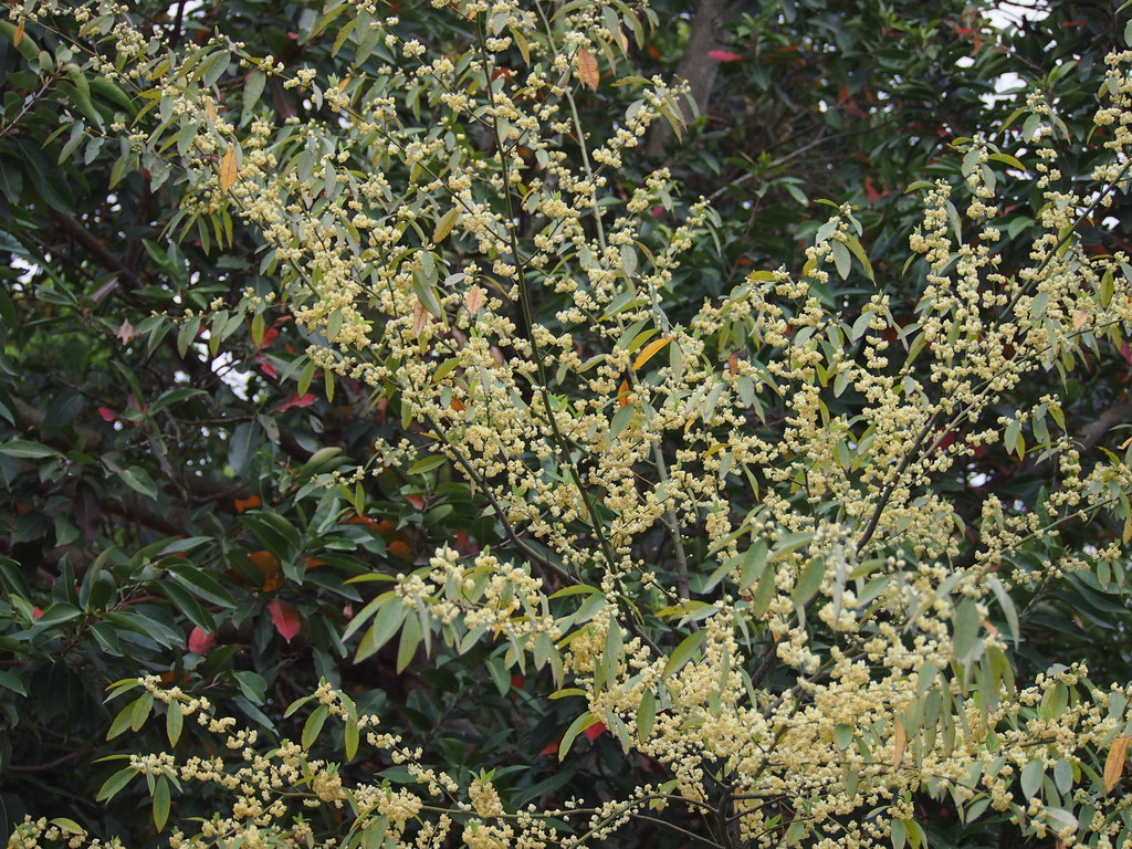 Mountain pepper (Litsea cubeba) - Botanical Realm