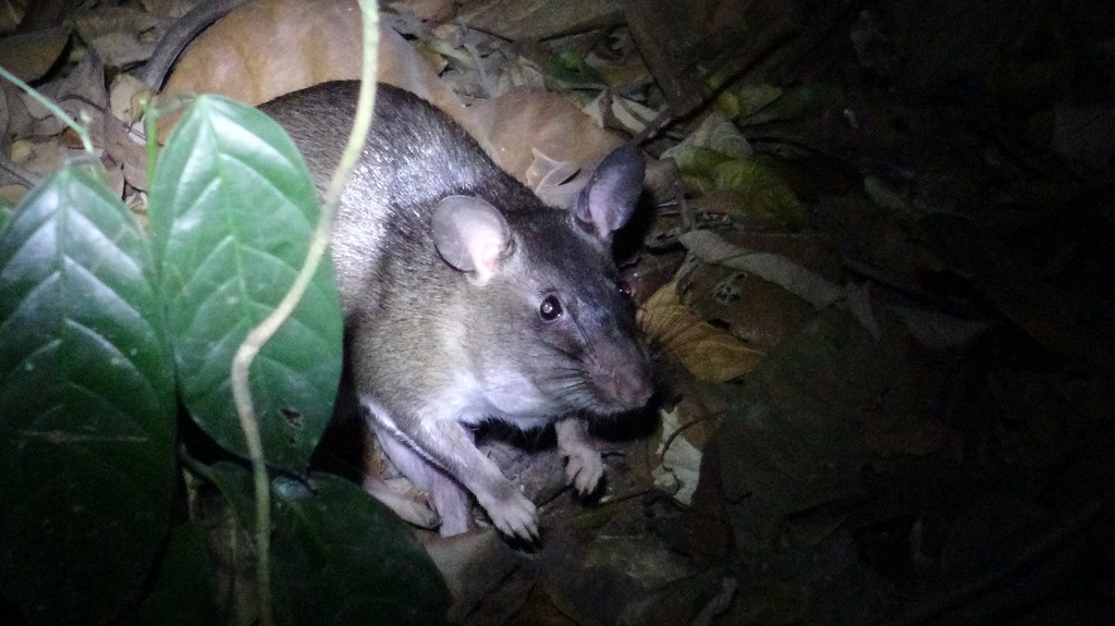 Forest Giant Pouched Rat from Rhoko Forest, near Iko Esai, Nigeria on ...