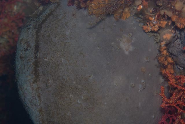 grey wall sponge from photographers reef, Cape Town, 7975, South Africa ...