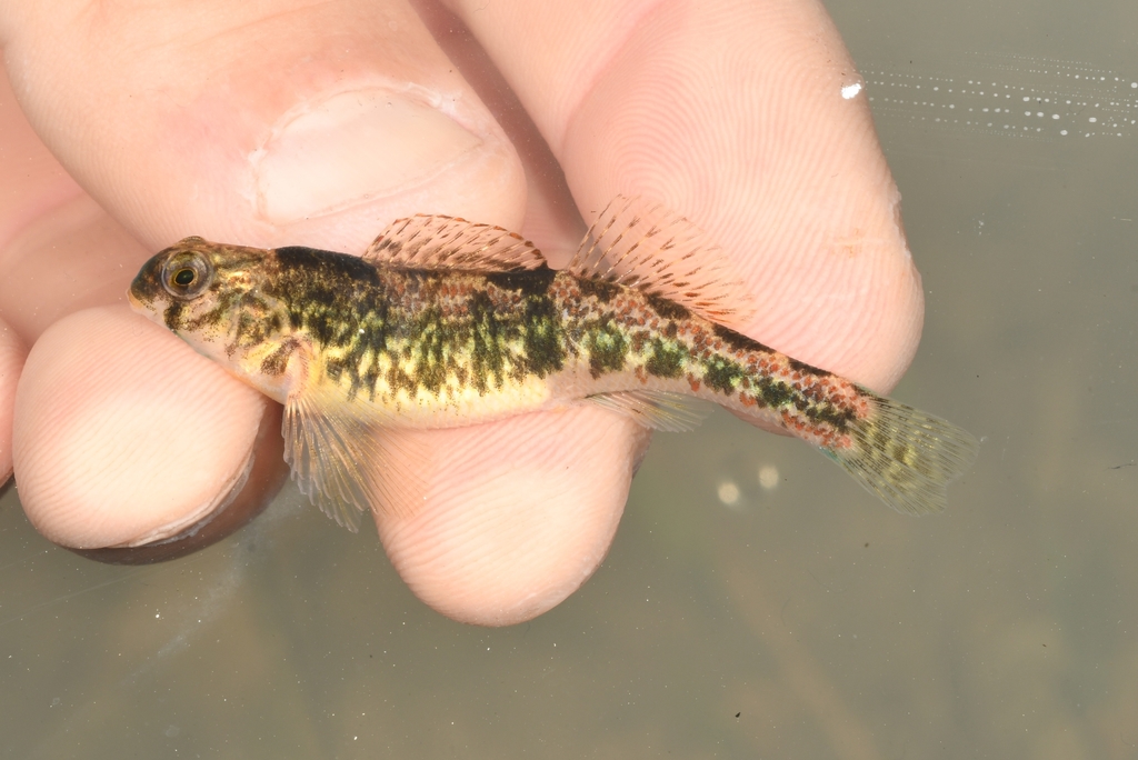 Tennessee Snubnose Darter from Comté de Jackson, Alabama, États-Unis on ...