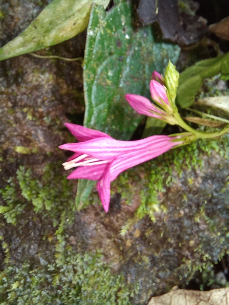 Spigelia pedunculata from Pahuma Waterfalls, E28, Ecuador on March 20 ...