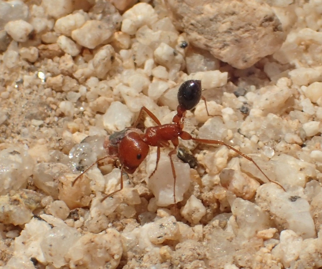 California Harvester Ant from San Bernardino County, CA, USA on May 19 ...