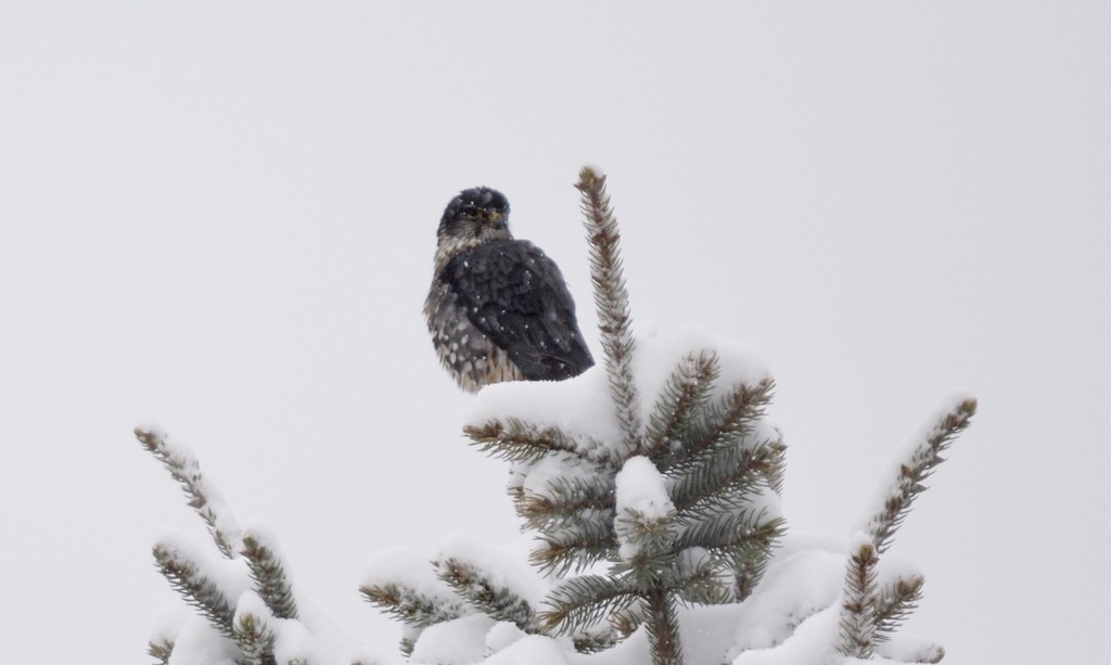 Merlin from Kelowna, BC, Canada on December 11, 2016 at 12:54 PM by ...