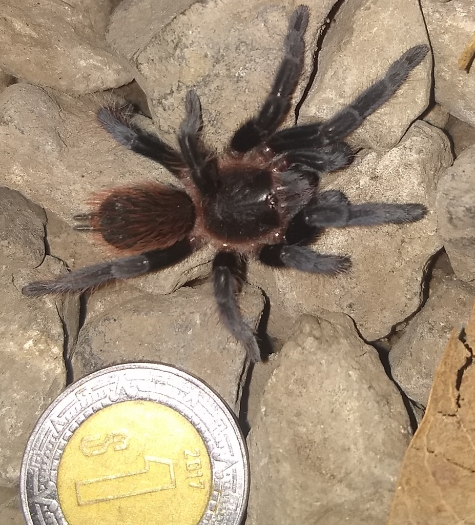 Veracruz Red-rump Tarantula in March 2022 by Lilia Minerva Farfan ...