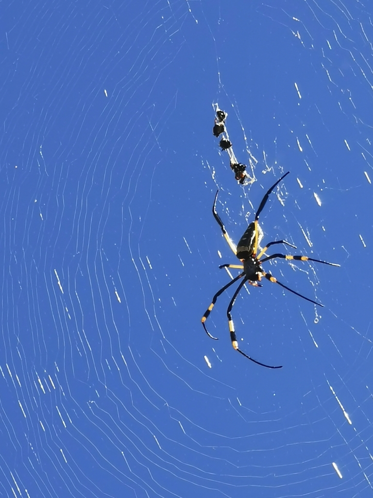 banded-legged golden orb-web spider from Bela-Bela Local Municipality ...