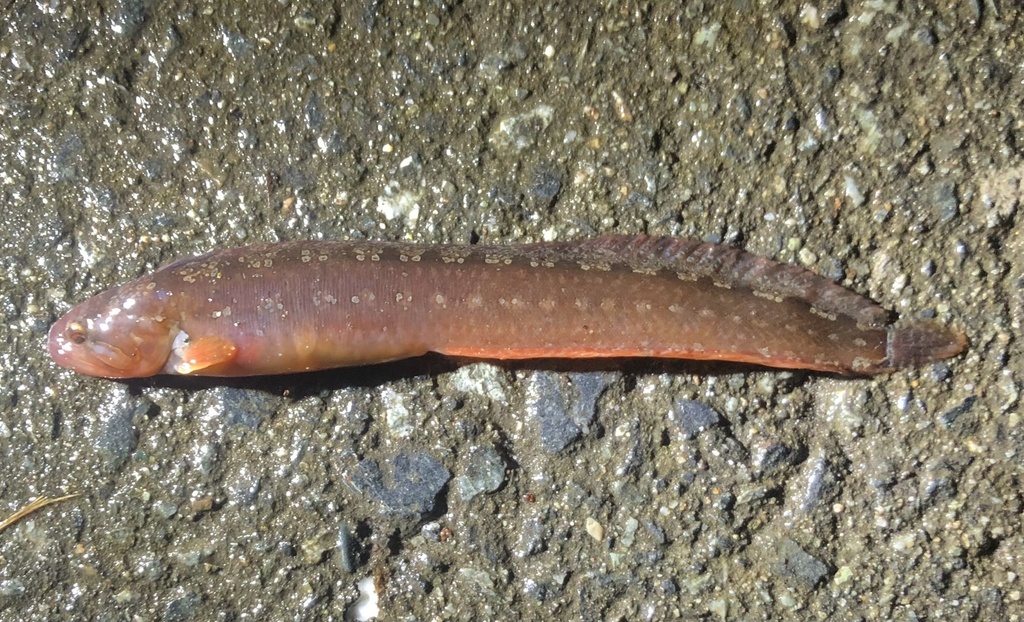 Pricklebacks (Stichaeidae) - Marine Life Identification