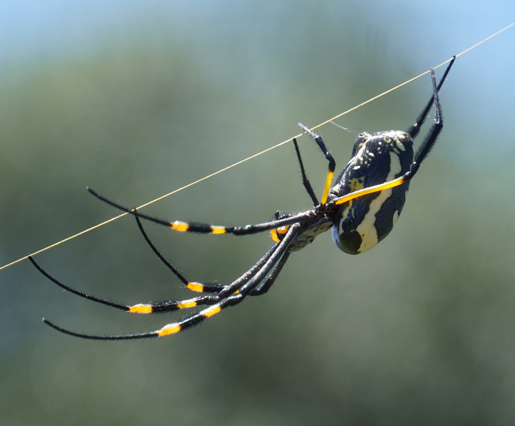 Banded-legged Golden Orb-web Spider from Africaland, Hartbeespoort ...