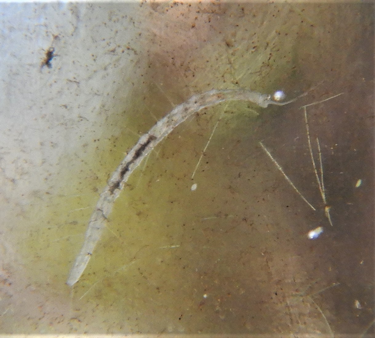 Stylaria lacustris (Linnaeus, 1758)