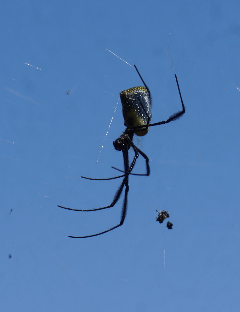 Hairy Golden Orb-weaving Spider from Africaland, Hartbeespoort, North ...