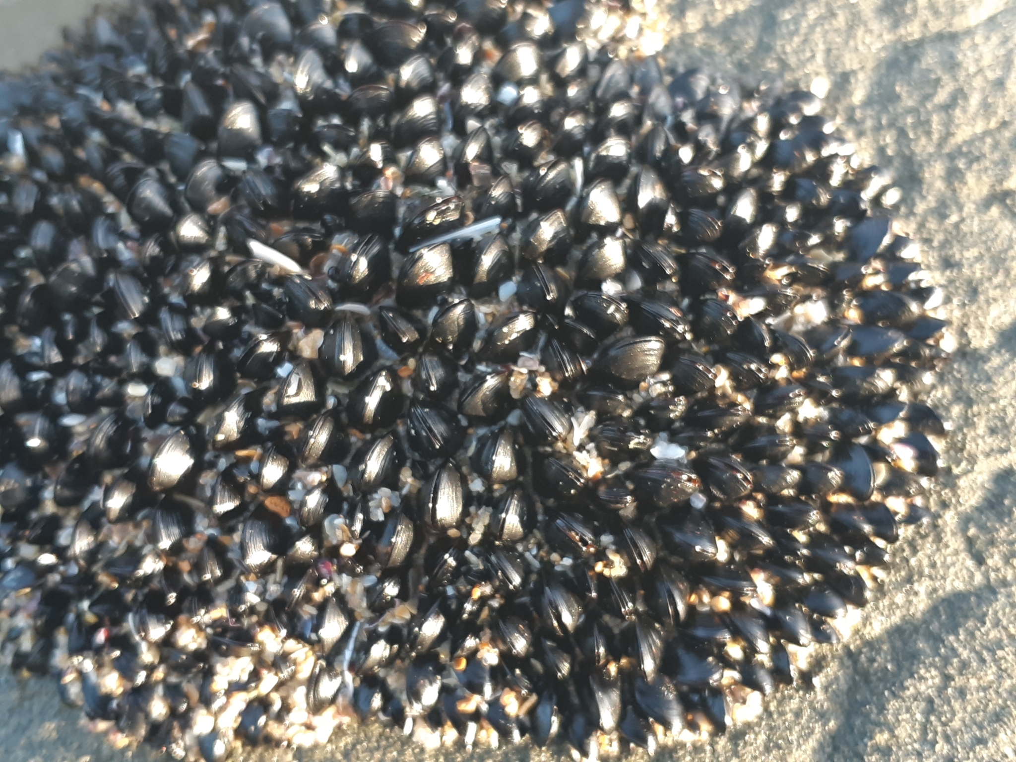 Xenostrobus pulex (Lamarck, 1819)