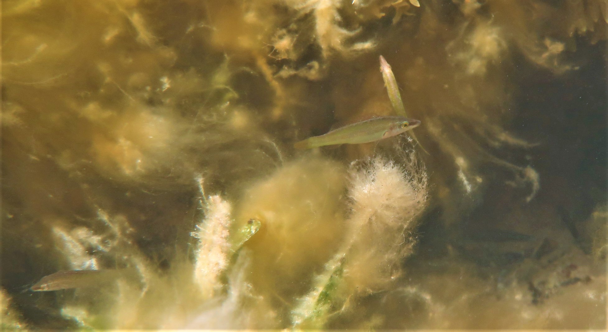 Haletta semifasciata (Valenciennes, 1840)