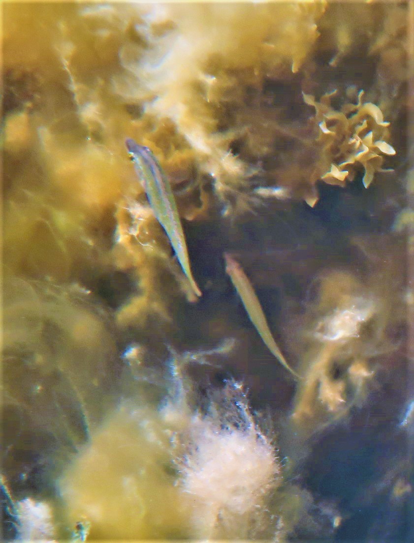 Haletta semifasciata (Valenciennes, 1840)