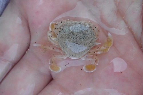 Ashtoret picta · iNaturalist