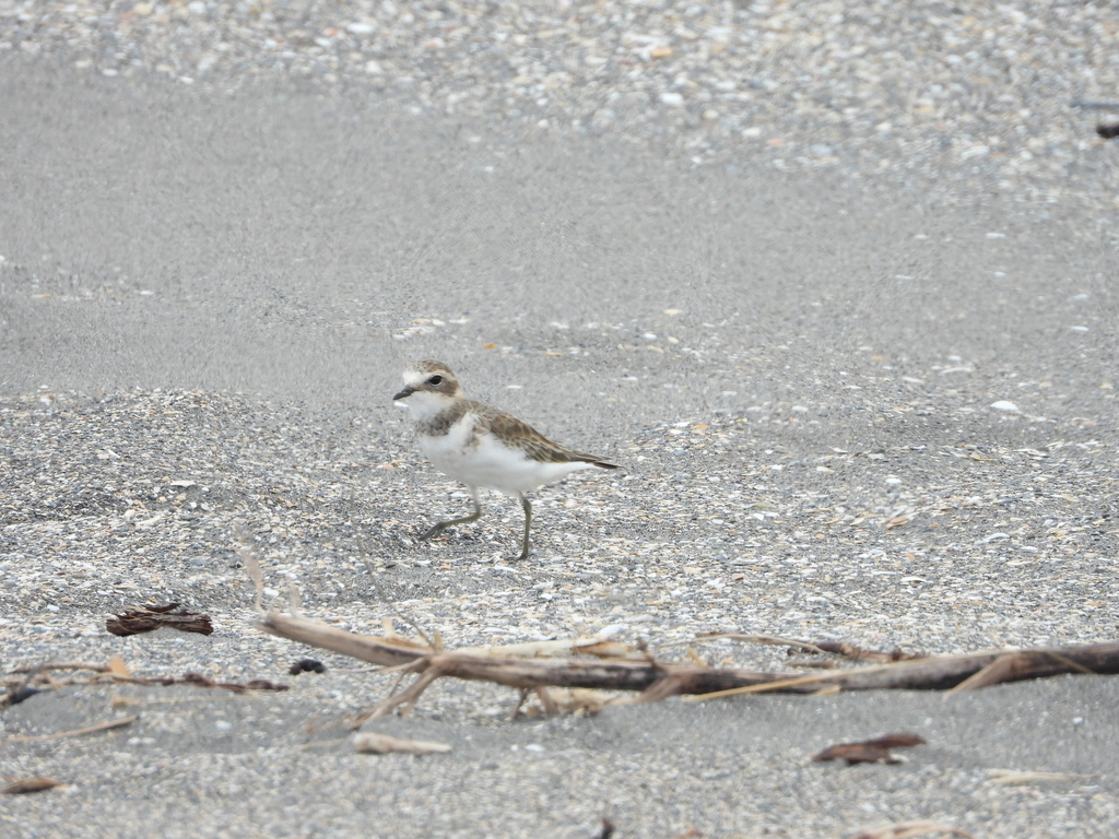 New Zealand Double-banded Plover in March 2022 by Emily Roberts ...