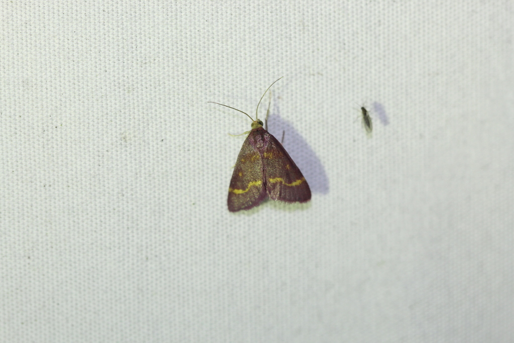 Coffee-loving Pyrausta Moth from South Side, Corpus Christi, TX, USA on ...