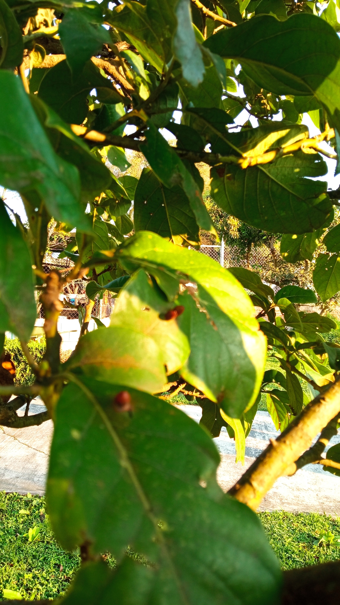 Trioza anceps Tuthill, 1944