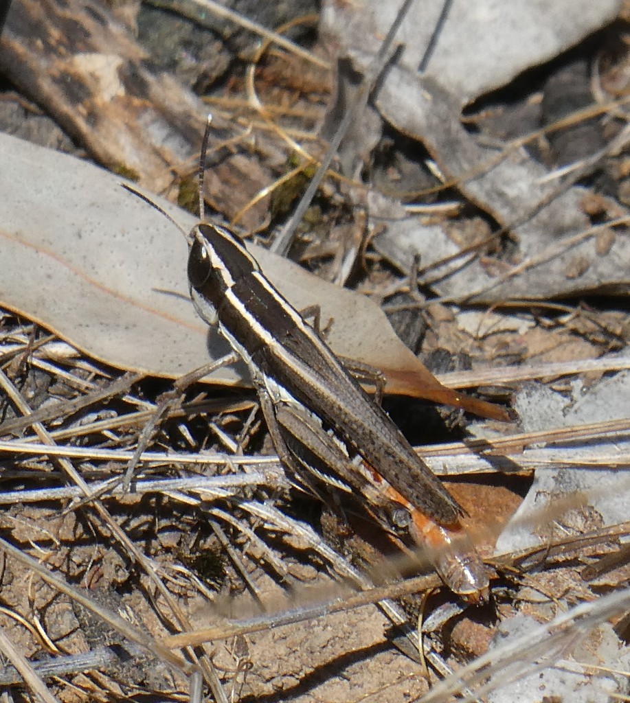 Inland Macrotona from Seymour VIC 3660, Australia on March 21, 2022 at ...