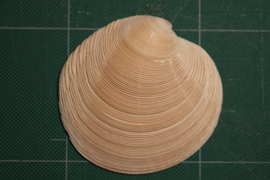 Coarse Dosinia from Bay of Plenty, New Zealand on March 19, 2022 at 08: ...